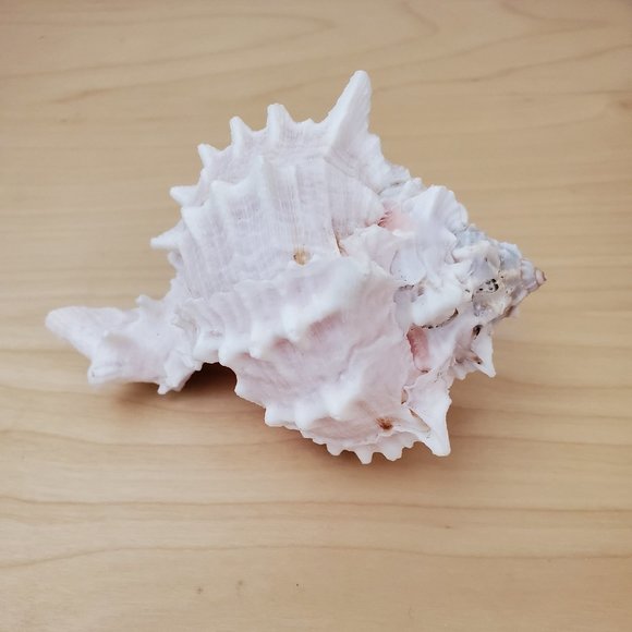 Accents | Large White Sea Shell And Pink Mouthed Spikey Conch | Poshmark